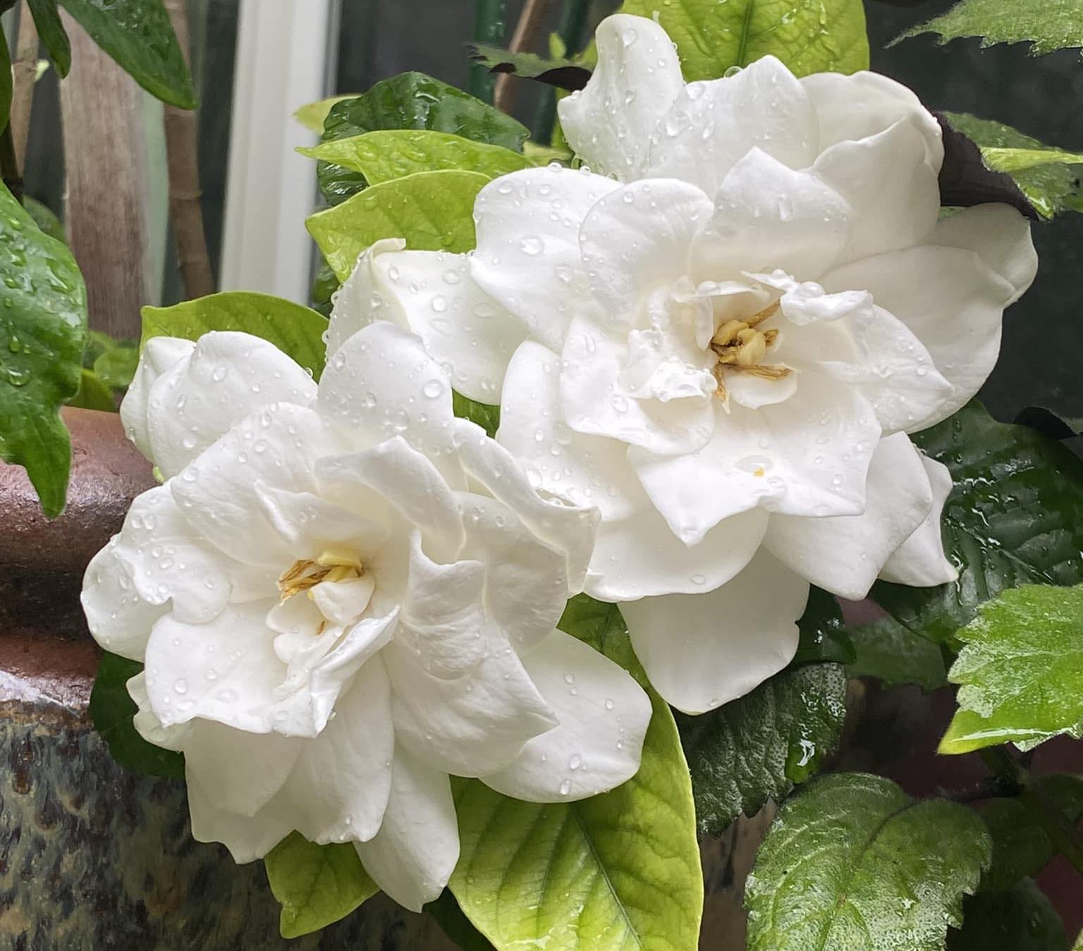 Flowersession – Everything about flowers and plants