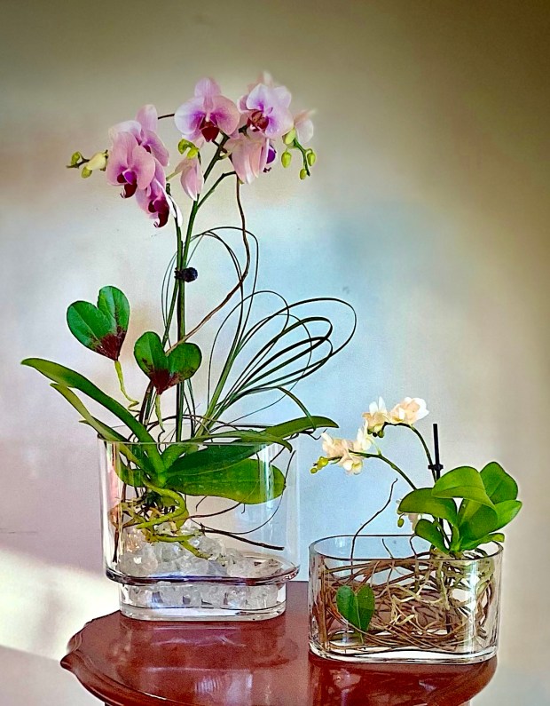 Flowersession – Everything about flowers and plants